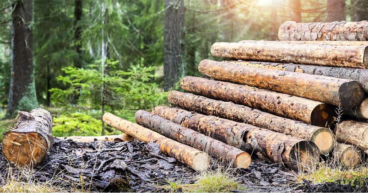 Debarking Logs - How to Debark Logs With a Pressure Washer